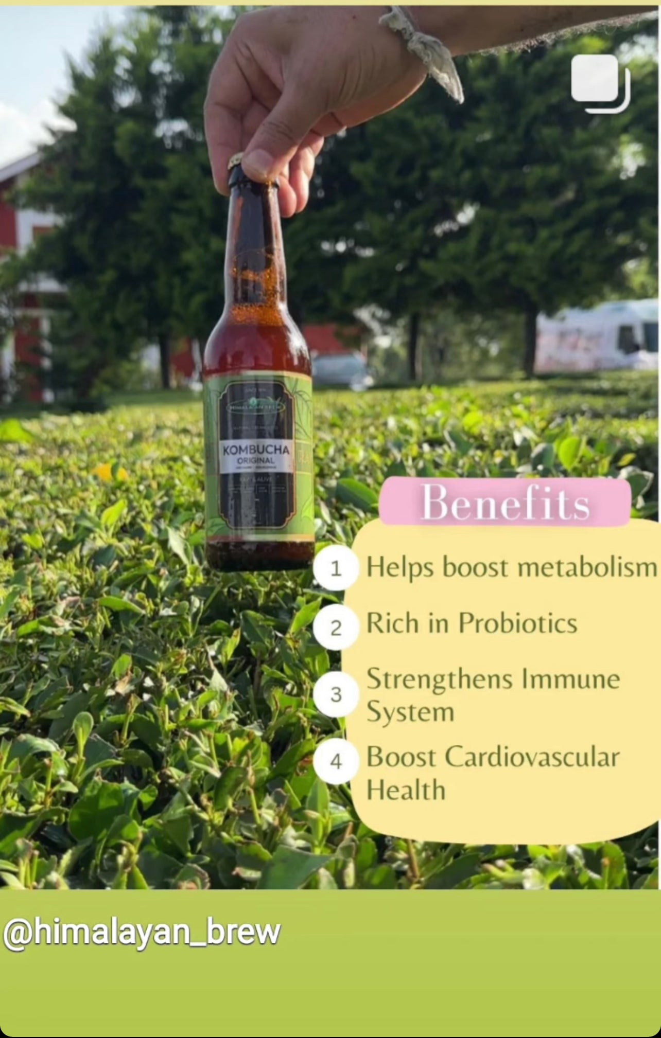 Kombucha – Himalayan Brew
